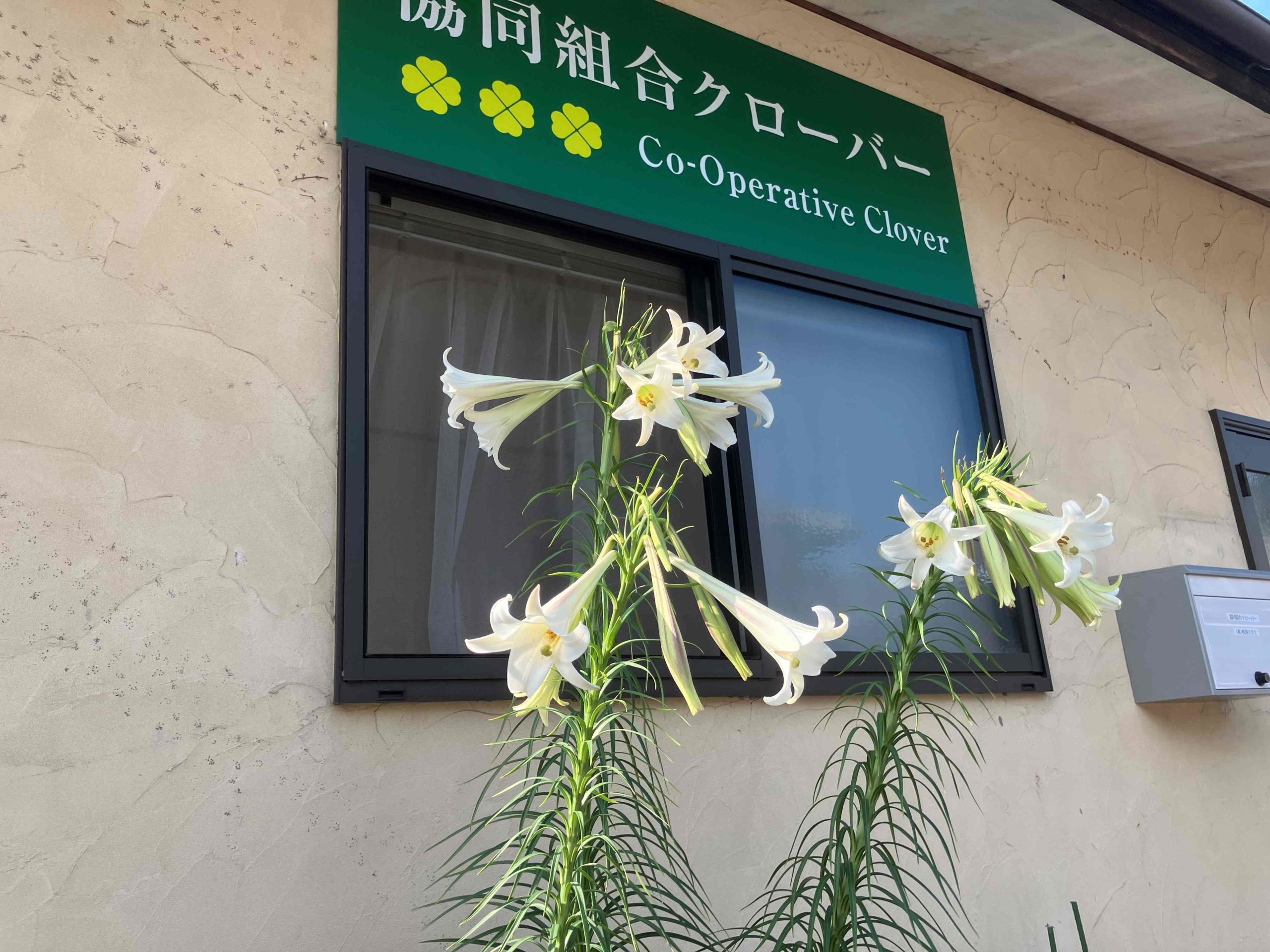 クローバー事務所花壇のゆりの花 | 協同組合クローバー